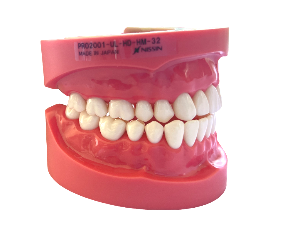 Nissin Typodont Teeth Jaw Set Study Model Without Articulator – Dental Prod